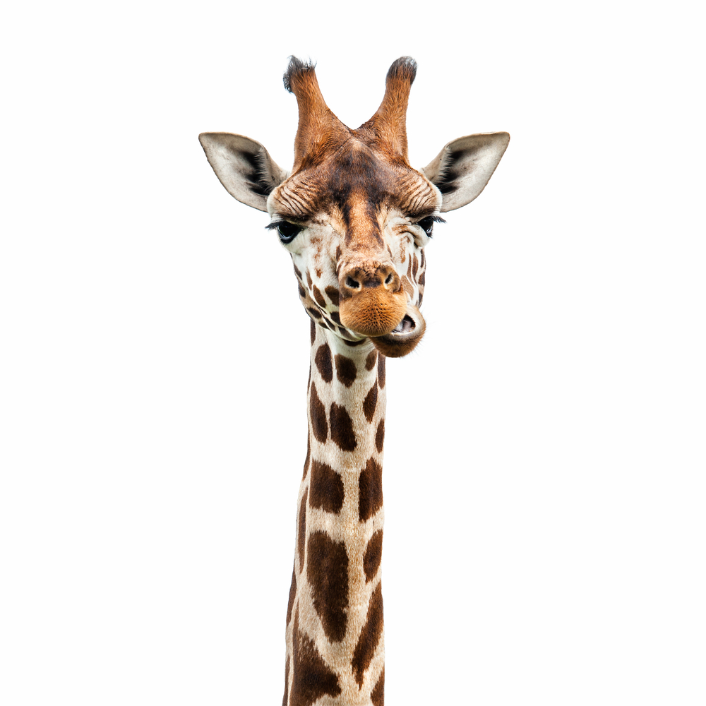 The Gentle Giraffe - Silver Moon Spelling Rules